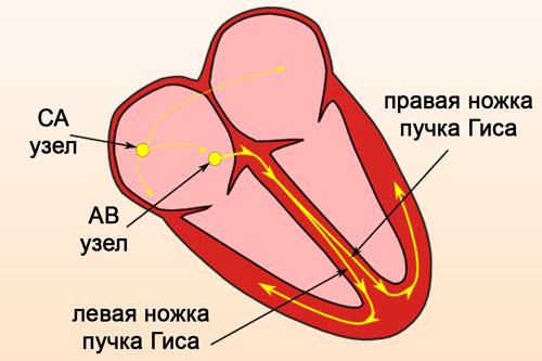 Нарушение внутрижелудочковой проводимости сердца у детей: что это такое ...